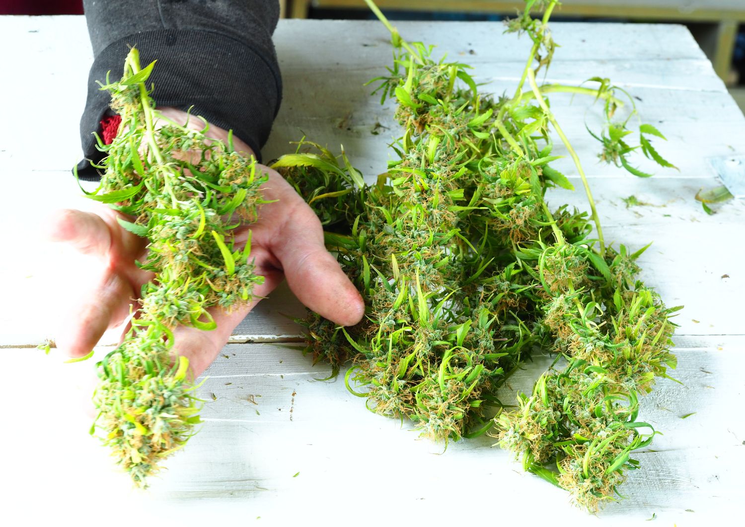 Exploring the Effects of Different Terpene Profiles - Bulk Weed BC