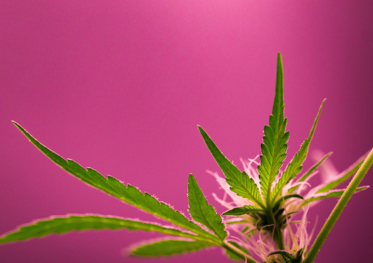 Exploring the Effects of Different Terpene Profiles - Bulk Weed BC