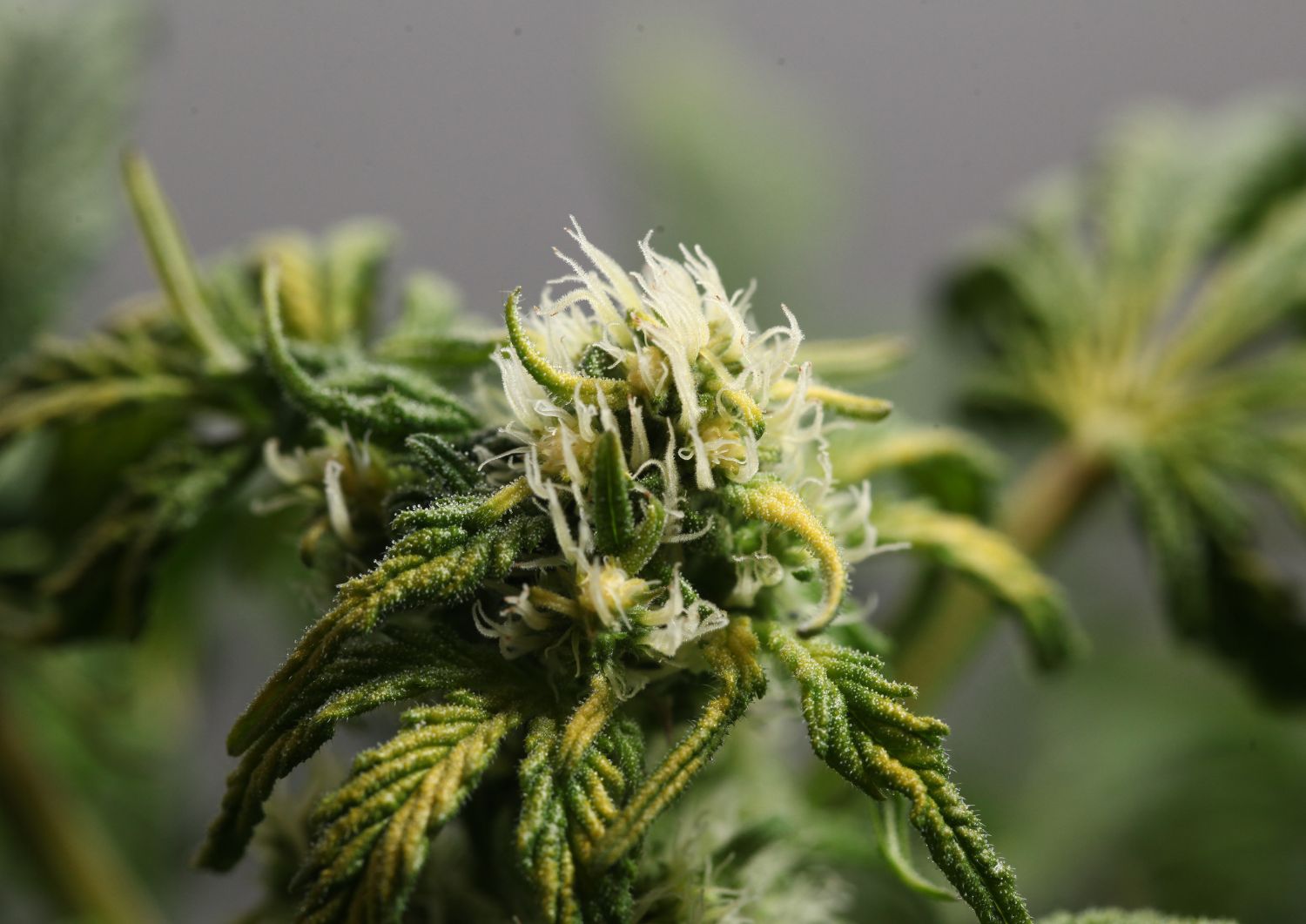 Exploring the Potent Power of G13 Gas: Why This Indica-Dominant Strain ...